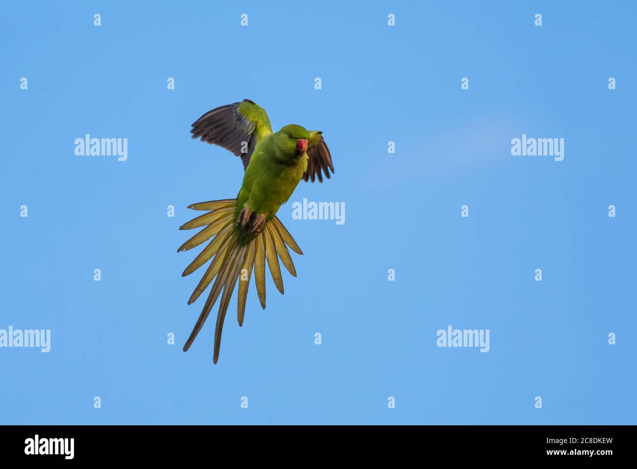 Alexandrine Parrot Blue