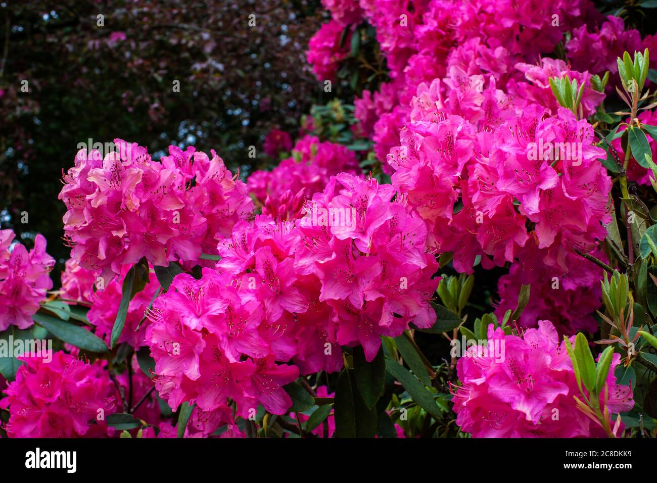 Rhododendron shrub hi-res stock photography and images - Alamy