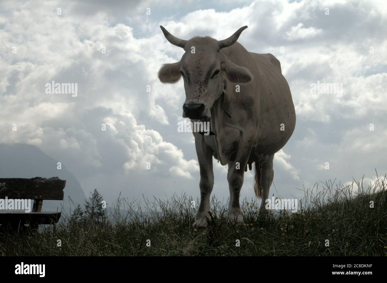 Swiss brown cow with intact horns on Flumserberg, Swiss Alps Stock ...