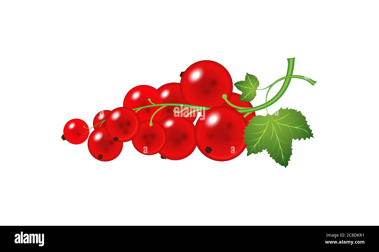 A real sprig with redcurrant berries. Large, fresh red berries. Harvest ...