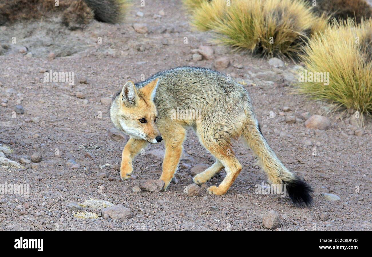 Atacama wild mammals Stock Photo - Alamy