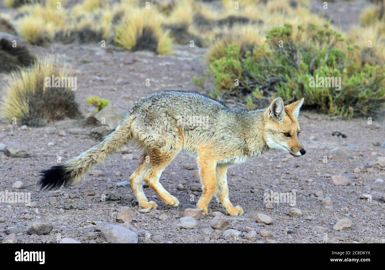Atacama wild mammals Stock Photo - Alamy