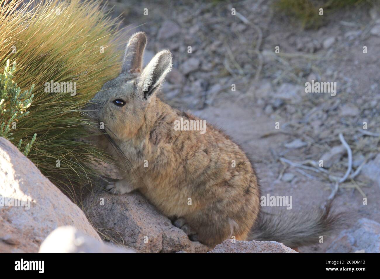 Viscacha, Atacama Desert, Chile Stock Photo - Alamy