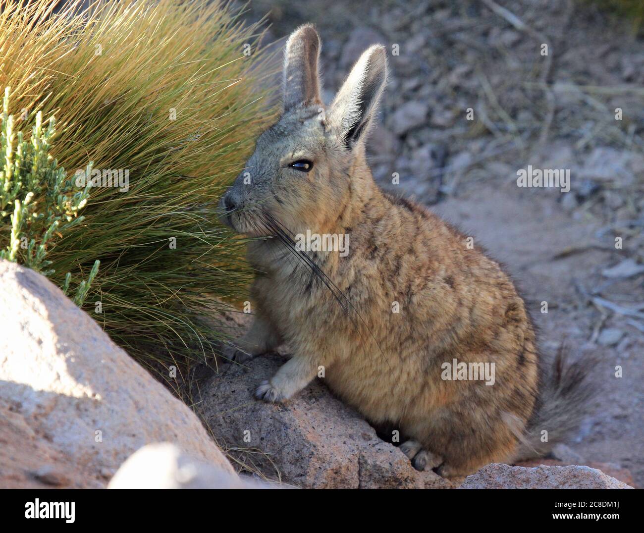 Viscacha, Atacama Desert, Chile Stock Photo - Alamy