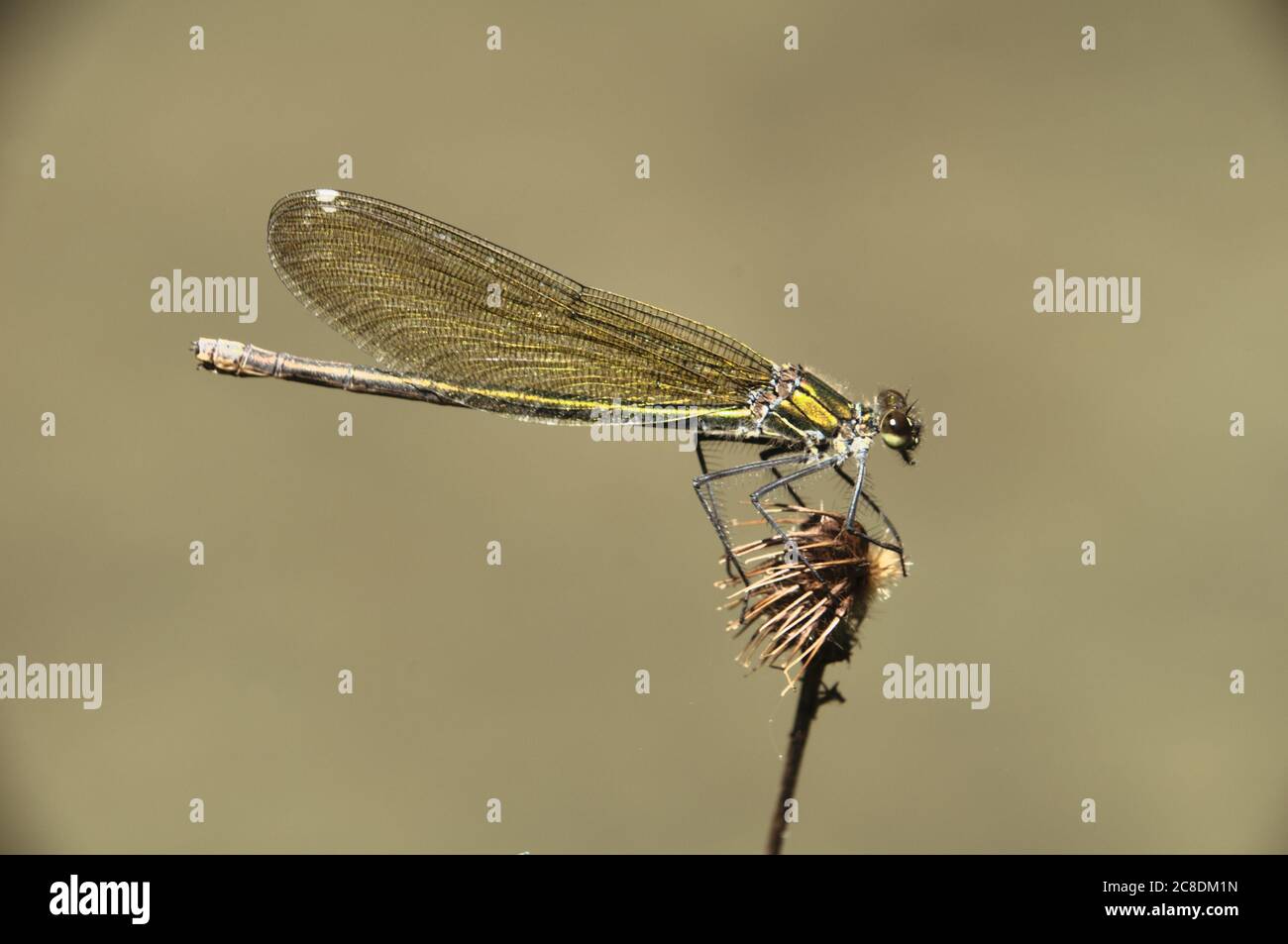 Transparent banded wings hi-res stock photography and images - Alamy