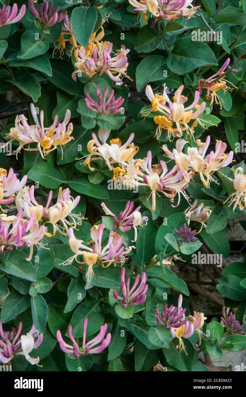 Wild Honeysuckle Lonicera periclymenum Woodbine with lots of flowers A ...