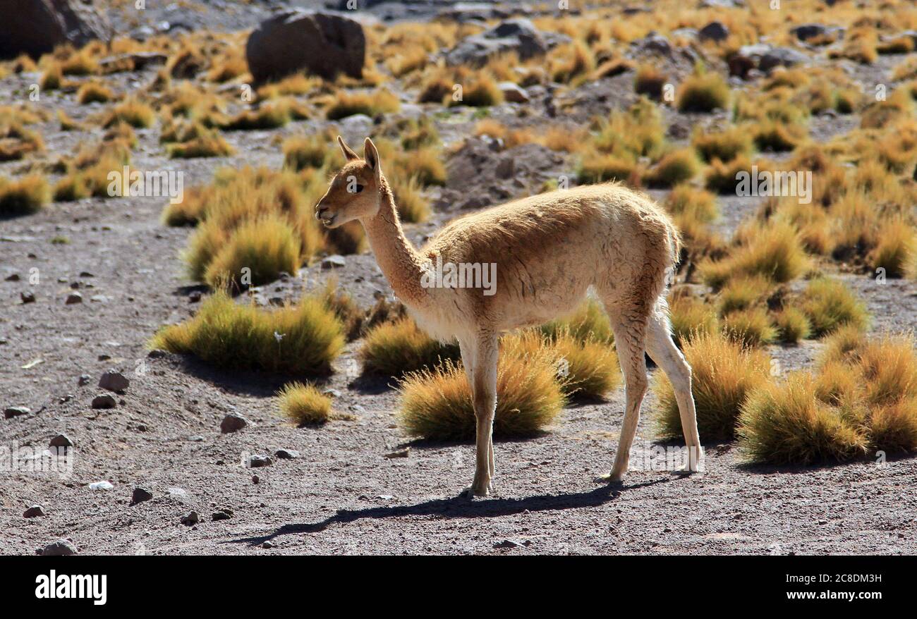 Atacama wild mammals Stock Photo - Alamy