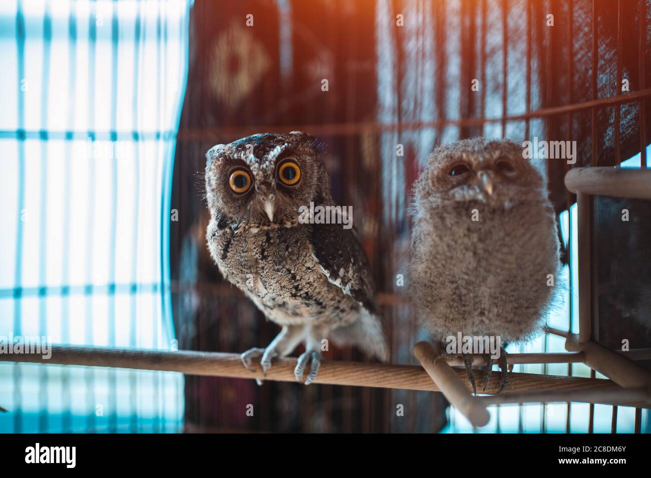 two funny young owls sitting in cell and look in camera Stock Photo - Alamy