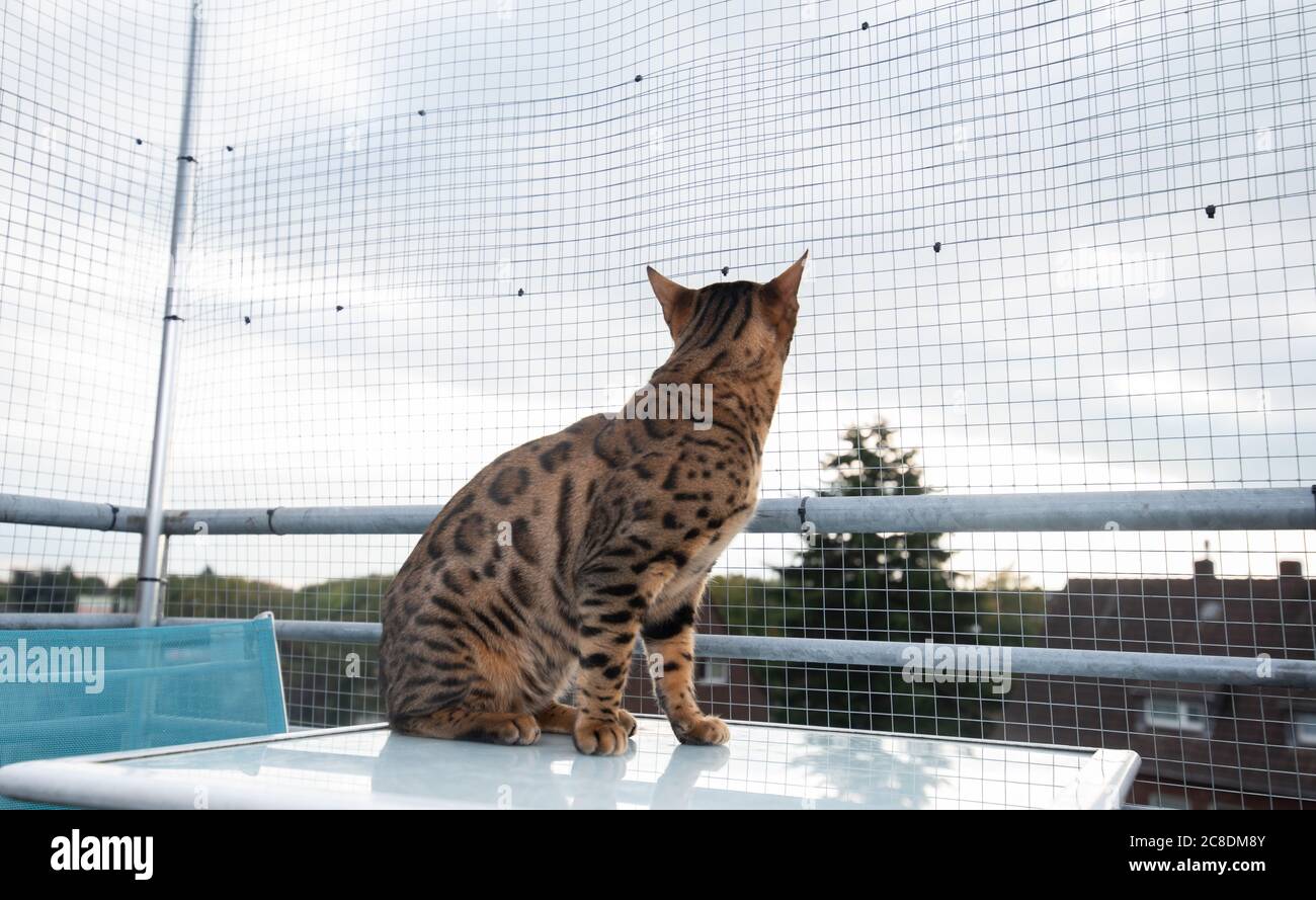 side view of a brown spotted tabby bengal cat sitting on table on ...