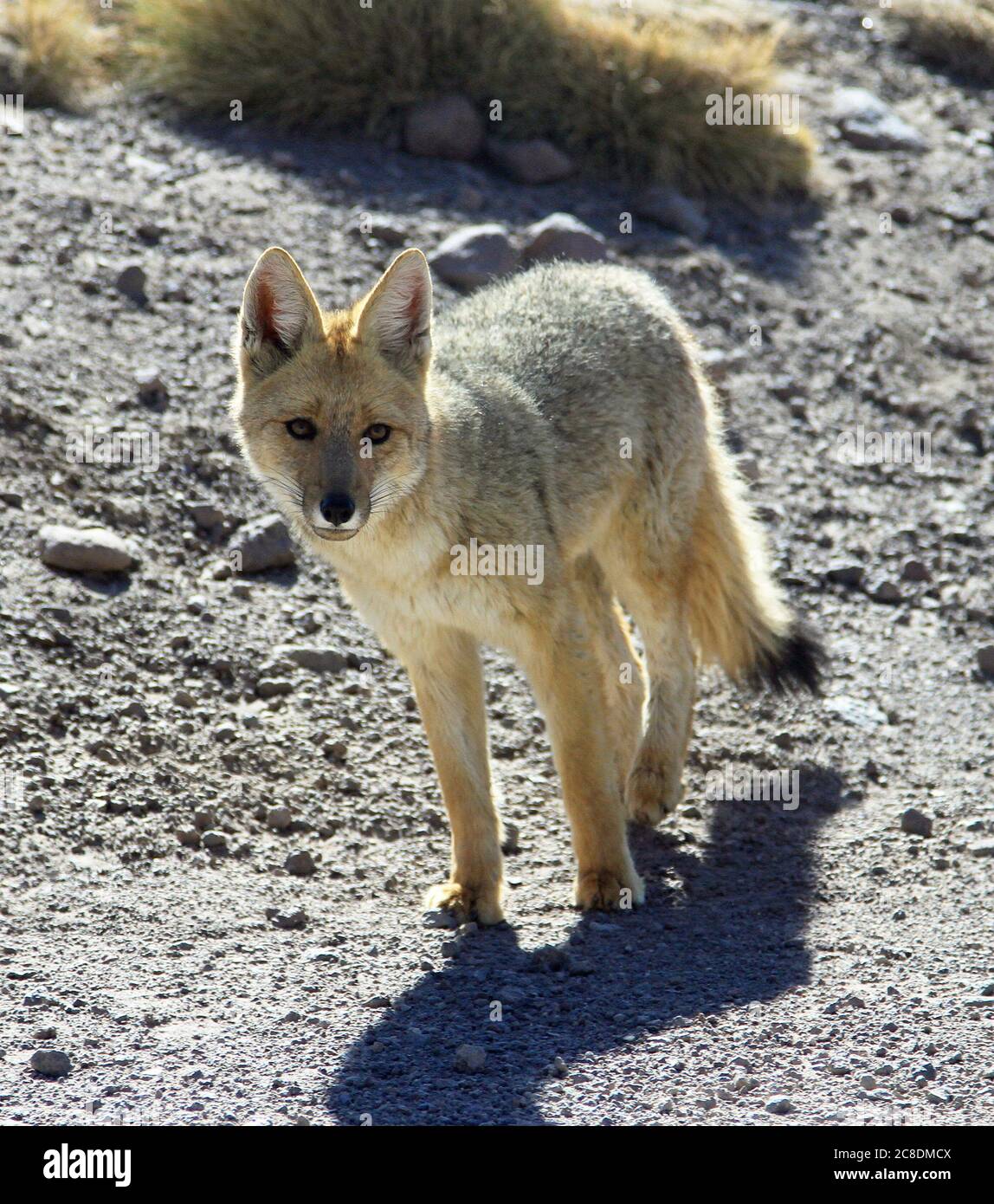 Atacama wild mammals Stock Photo - Alamy