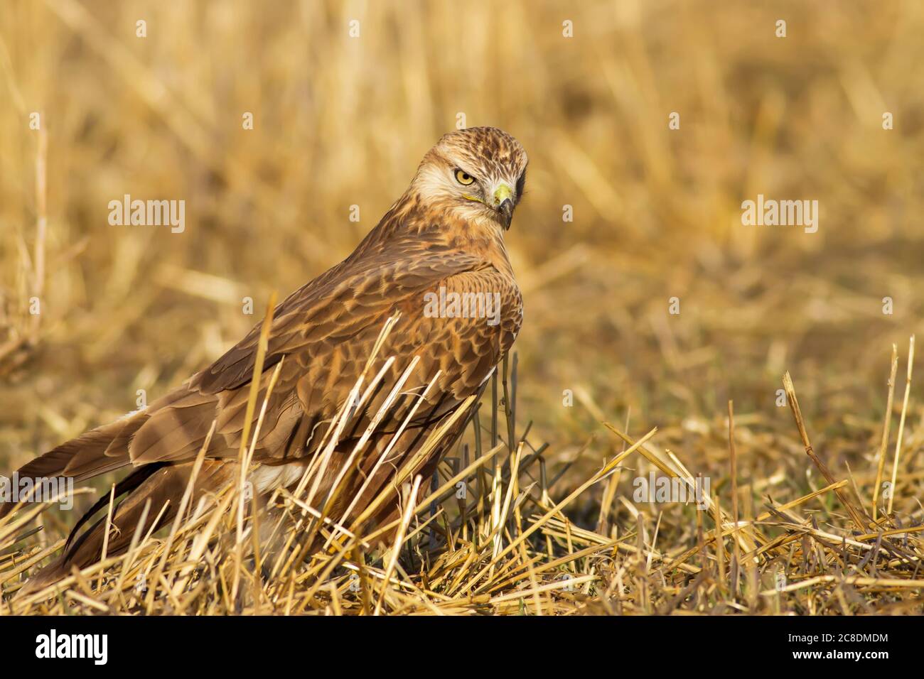 Long legged buzzard natural habitat hi-res stock photography and images ...