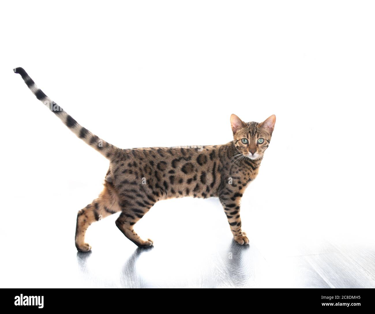 Cat Looking Back With Tail Up