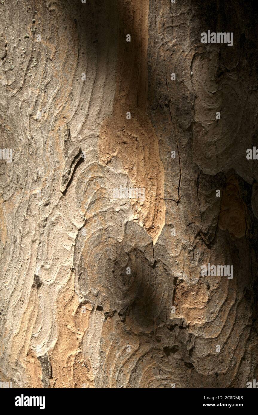 Abstract patterns on maple bark formed by light and shadow on whorled ...