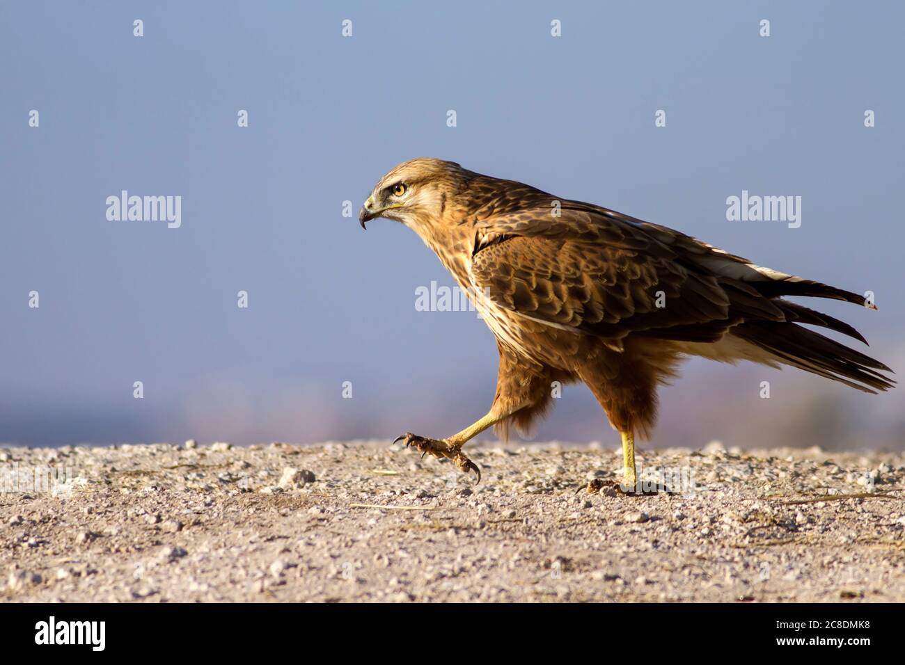 Bird of prey. Buzzard. Nature background. Bird: Long legged Buzzard ...
