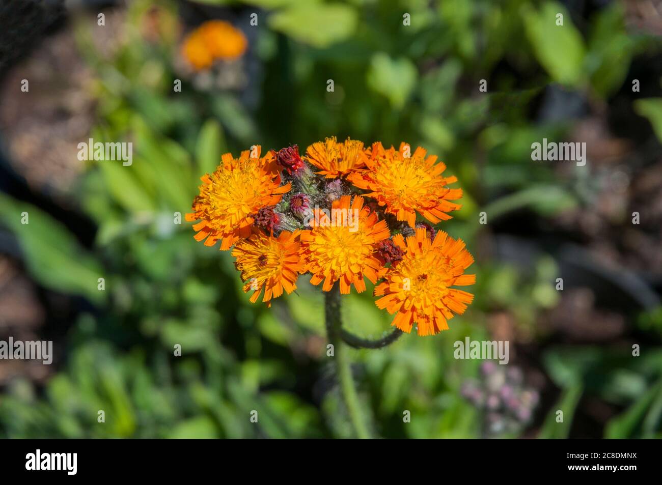 Orange Hawkweed Hieracium aurantiacum a wild flower of the daisy family ...