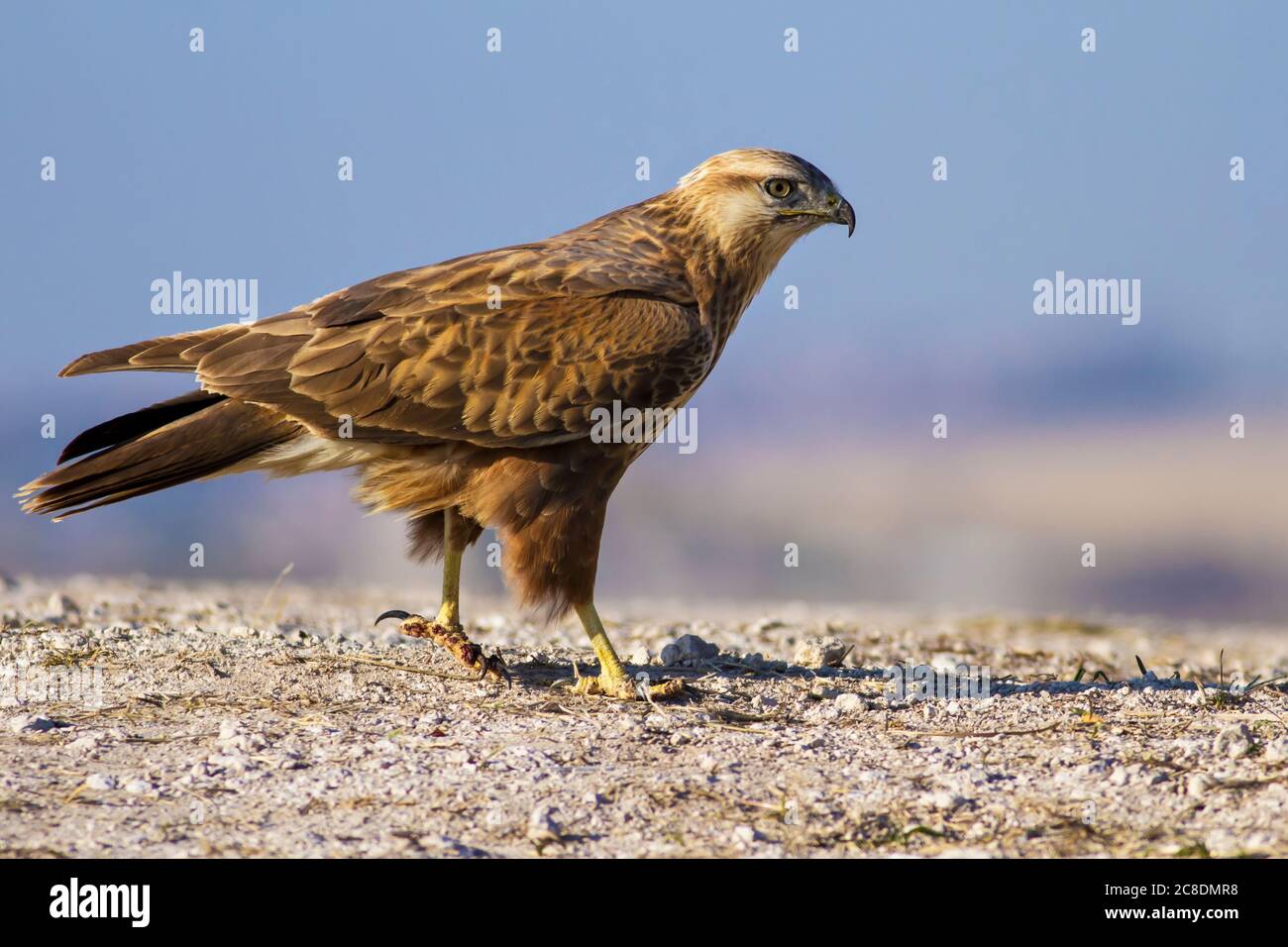 Bird of prey. Buzzard. Nature background. Bird: Long legged Buzzard ...