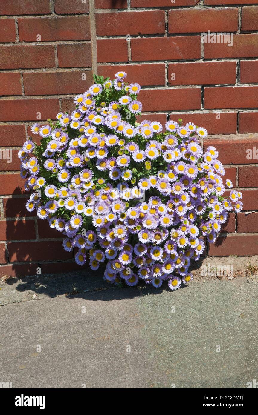 Erigeron karvinskianus Fleabane growing against a garden wall A ...