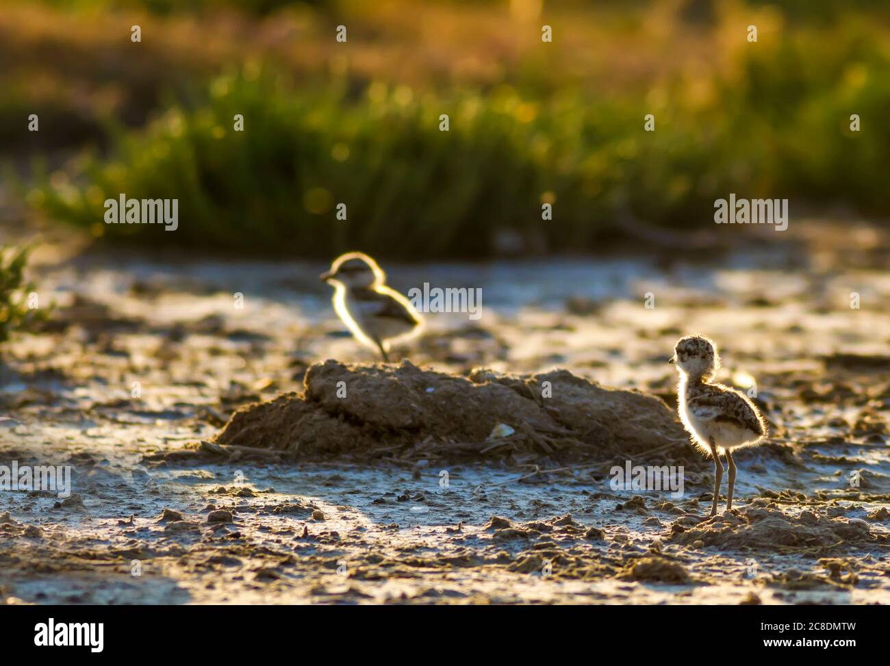 Cute baby bird. Little Ringed Plover Charadrius dubius Stock Photo - Alamy