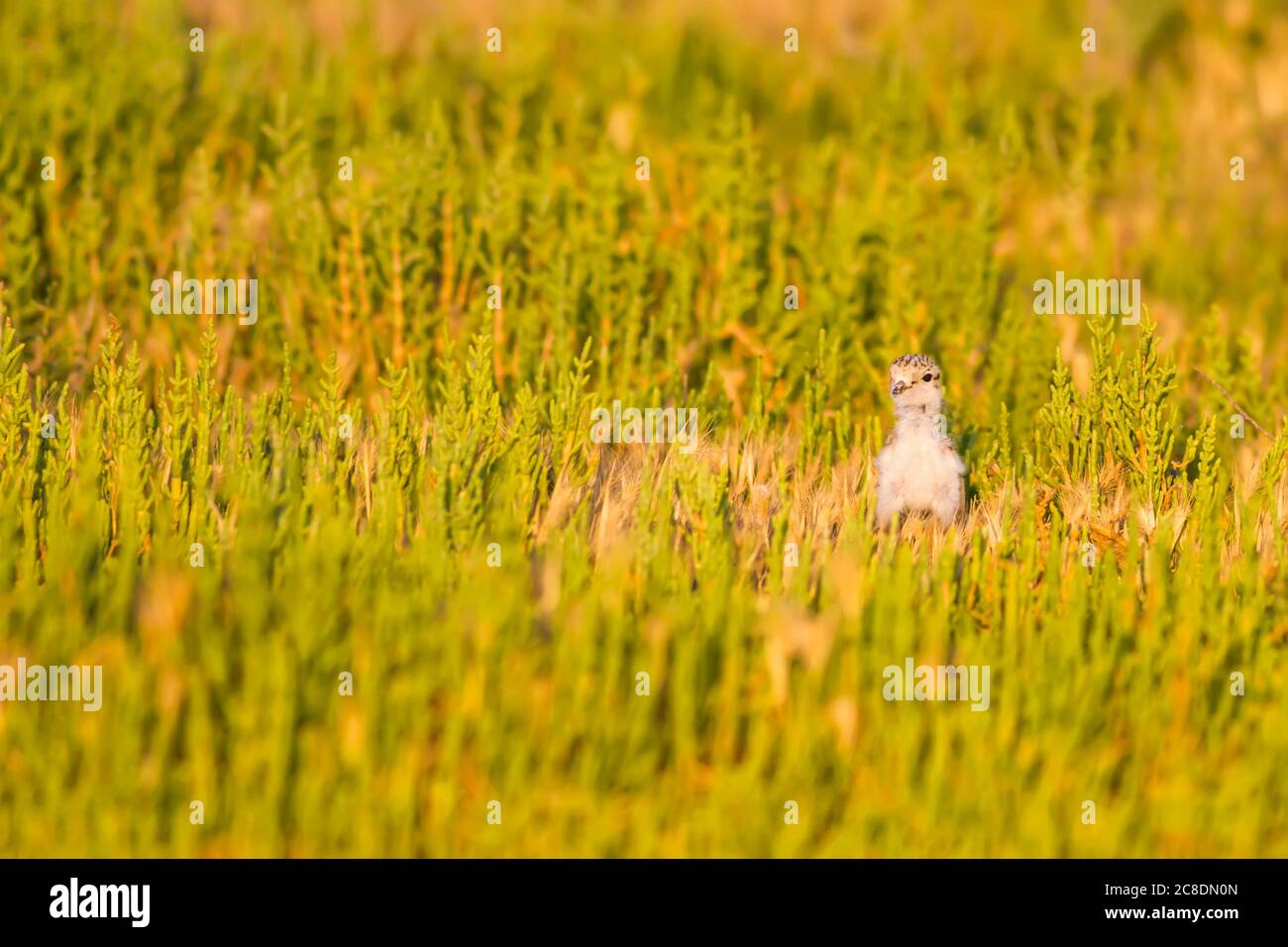 Cute baby bird. Little Ringed Plover Charadrius dubius Stock Photo - Alamy