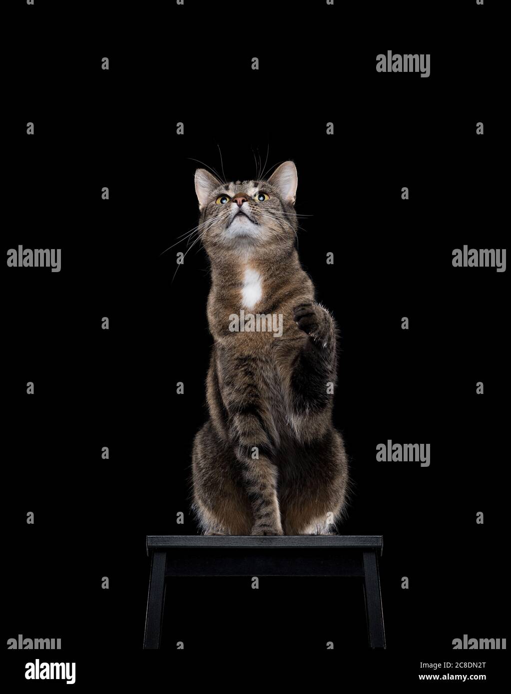 tabby cat begging for treats on black background Stock Photo - Alamy