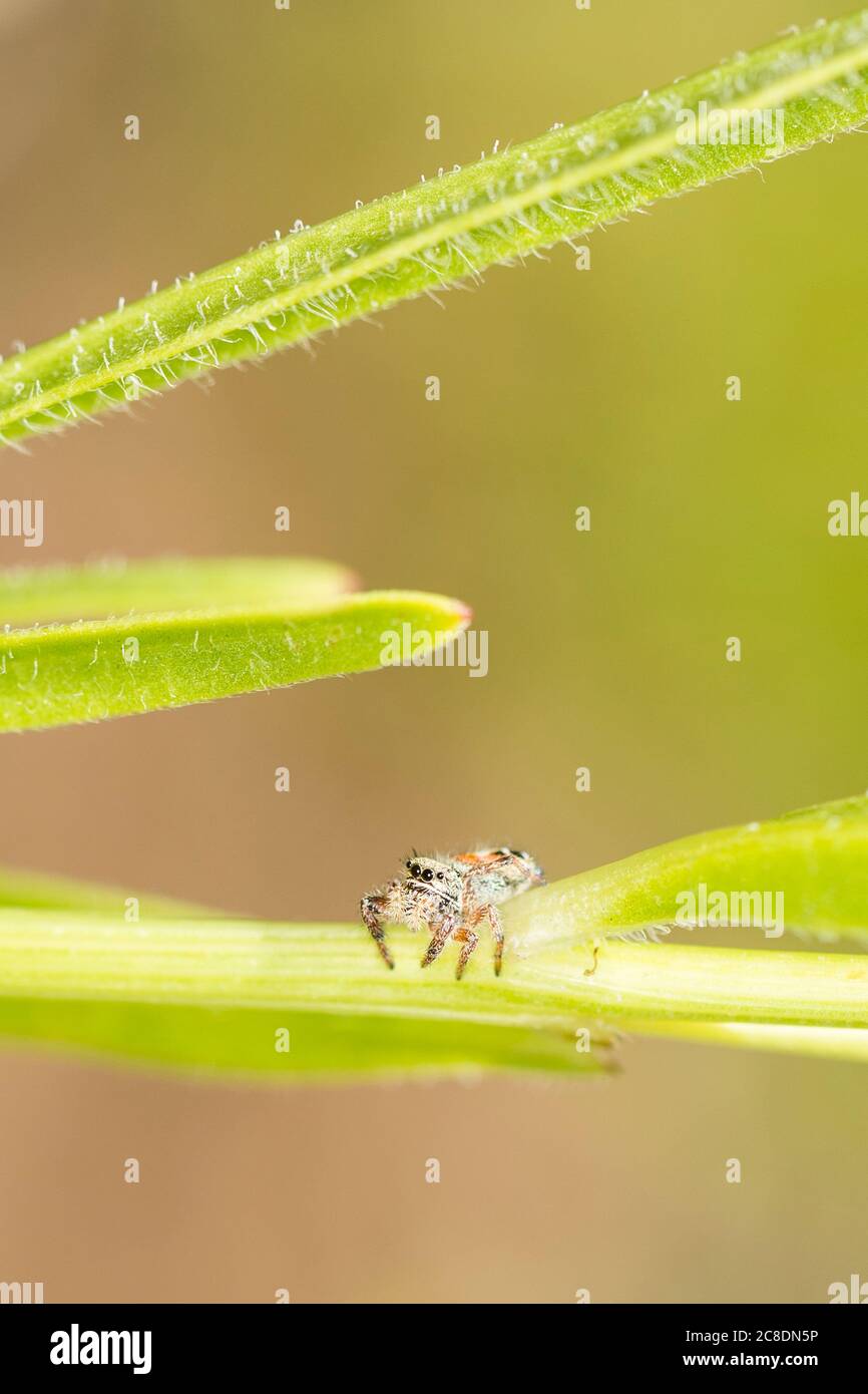 Jumping spider creeping around a green plant stalk Stock Photo - Alamy