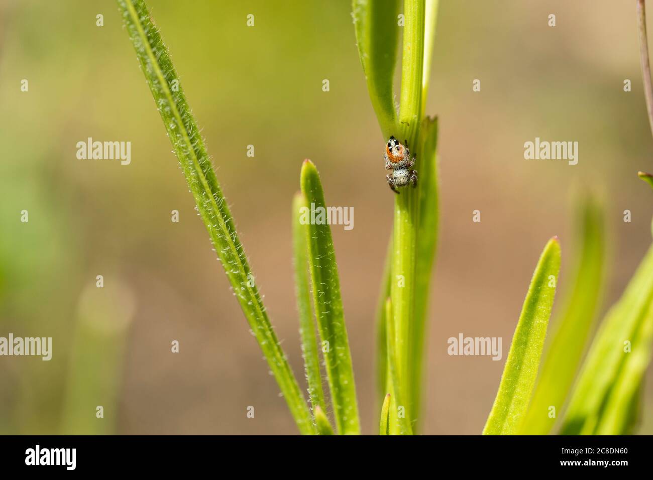 Jumping spider creeping around a green plant stalk Stock Photo - Alamy