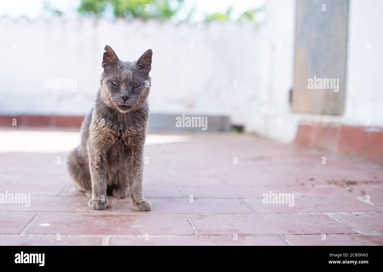 very old blue disheveled and almost blind shelter cat with ear notch ...