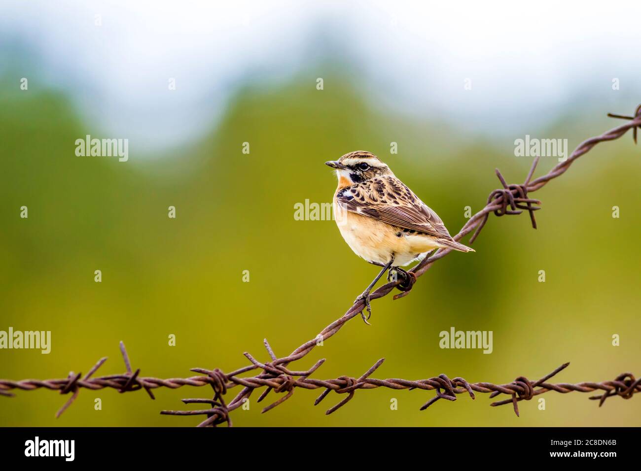 Cute little birds. Nature background Stock Photo - Alamy