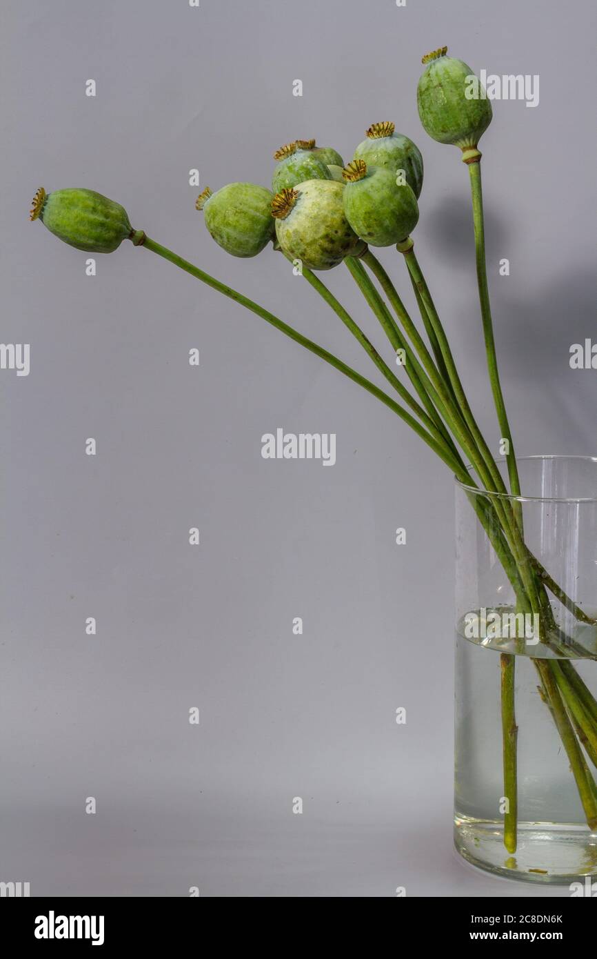 Poppy Seed Pods High Resolution Stock Photography and Images - Alamy