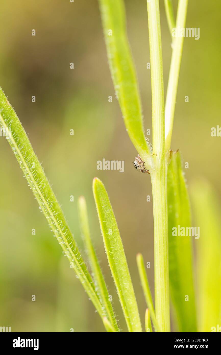 Jumping spider creeping around a green plant stalk Stock Photo - Alamy