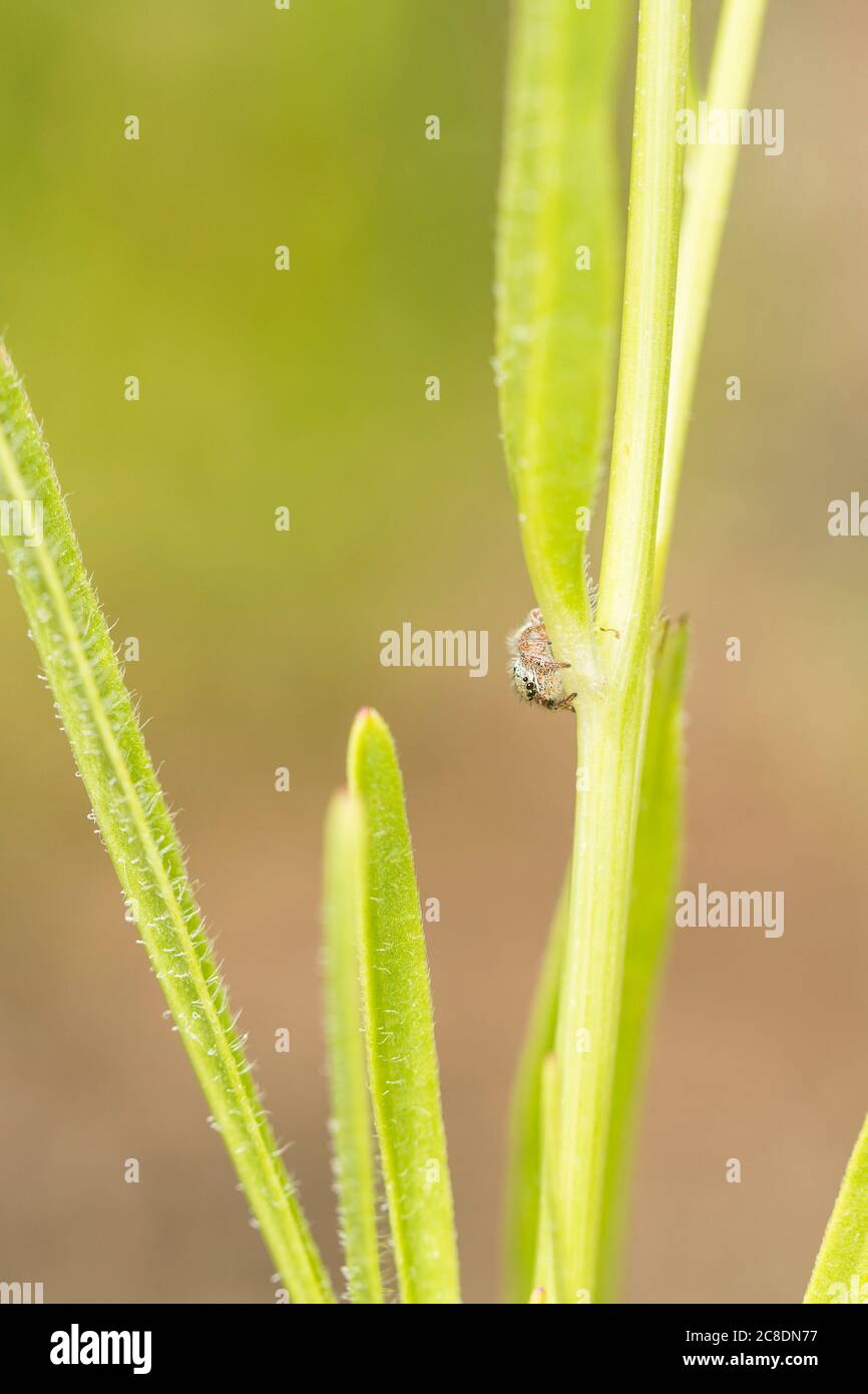 Jumping spider creeping around a green plant stalk Stock Photo - Alamy