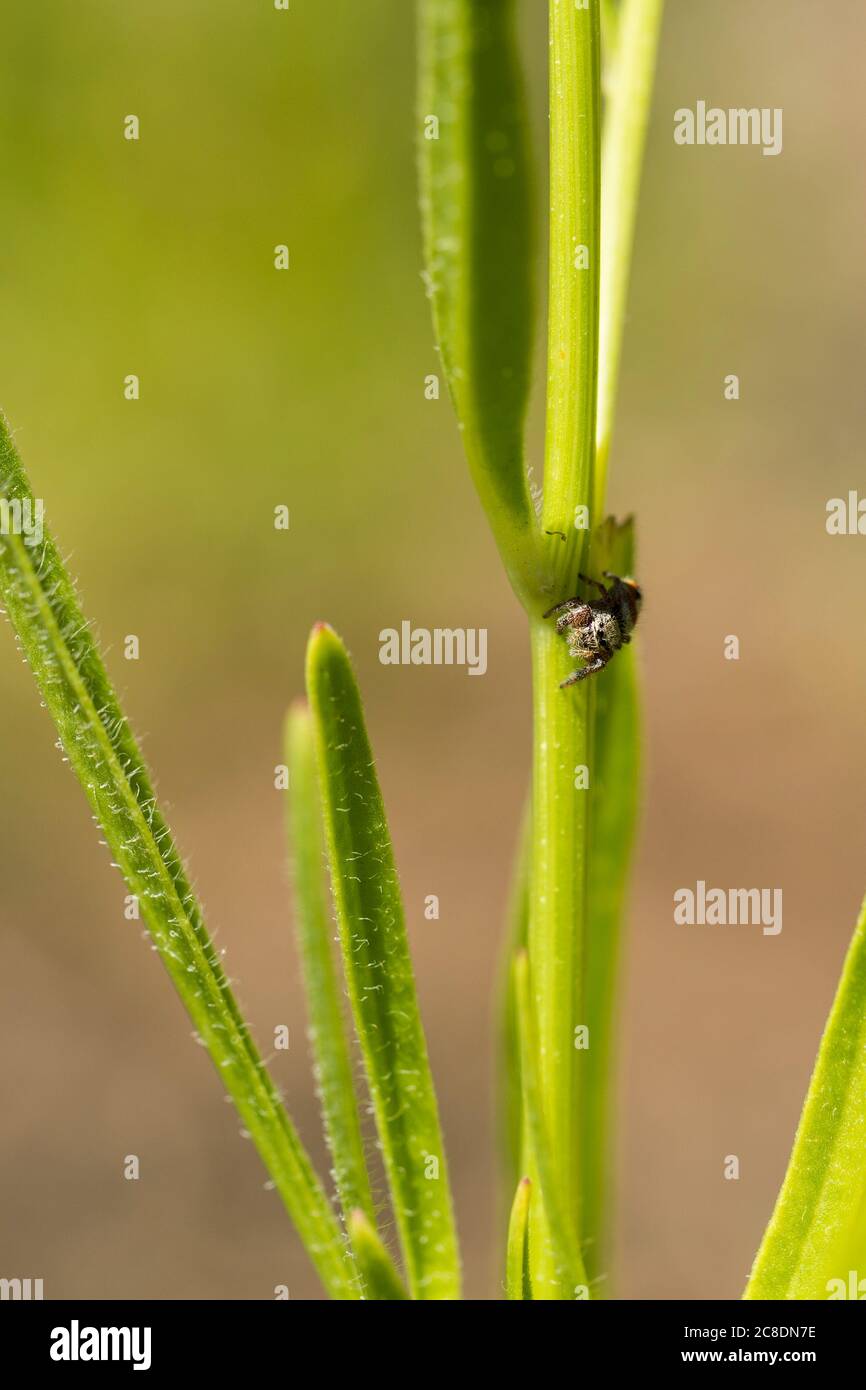 Jumping spider creeping around a green plant stalk Stock Photo - Alamy