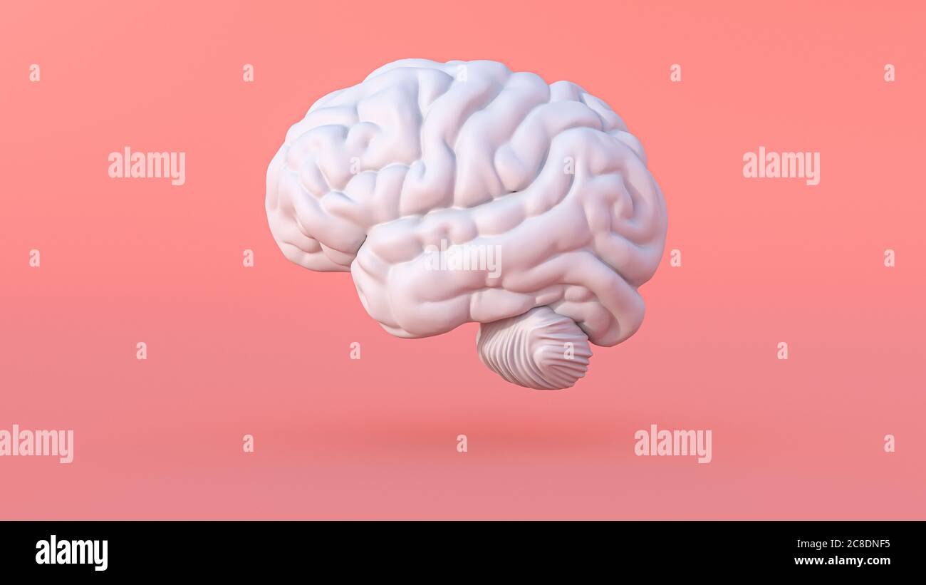 Three dimensional render of human brain Stock Photo - Alamy