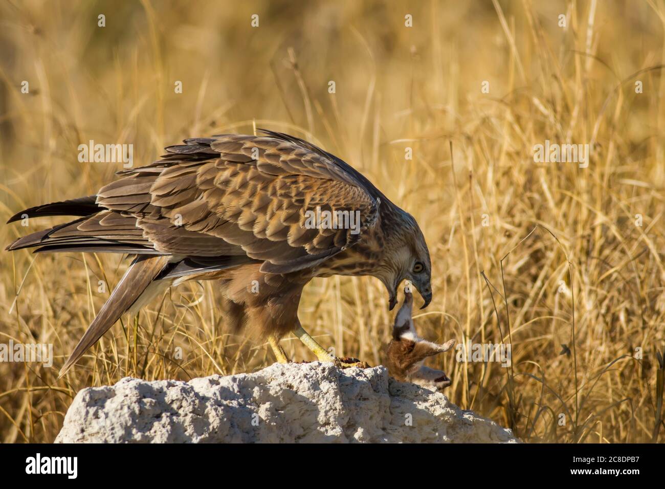 Long legged buzzard natural habitat hi-res stock photography and images ...