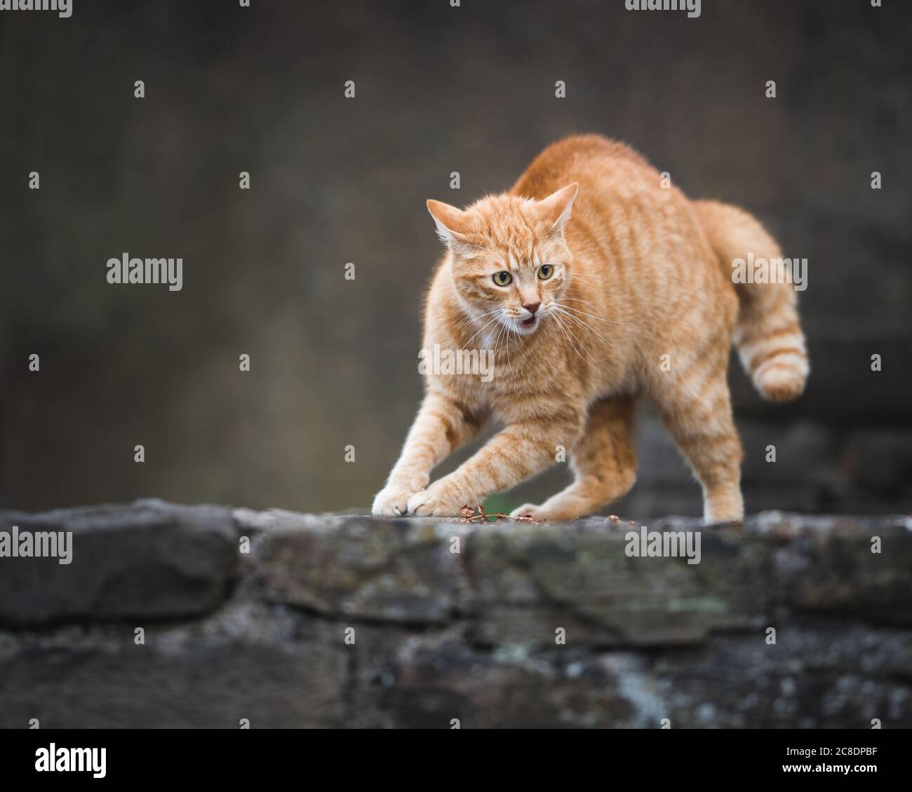 Dog side view ears back hi-res stock photography and images - Alamy