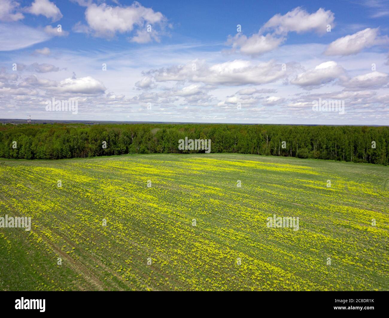 Russia, Moscow Oblast, Aerial view of vast flower field in spring Stock ...