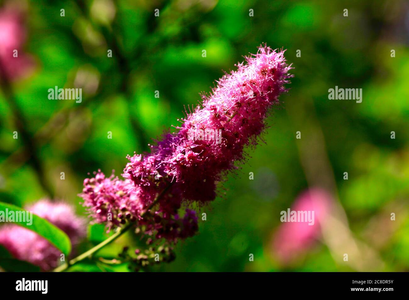 Spiraea billiardii hi-res stock photography and images - Alamy