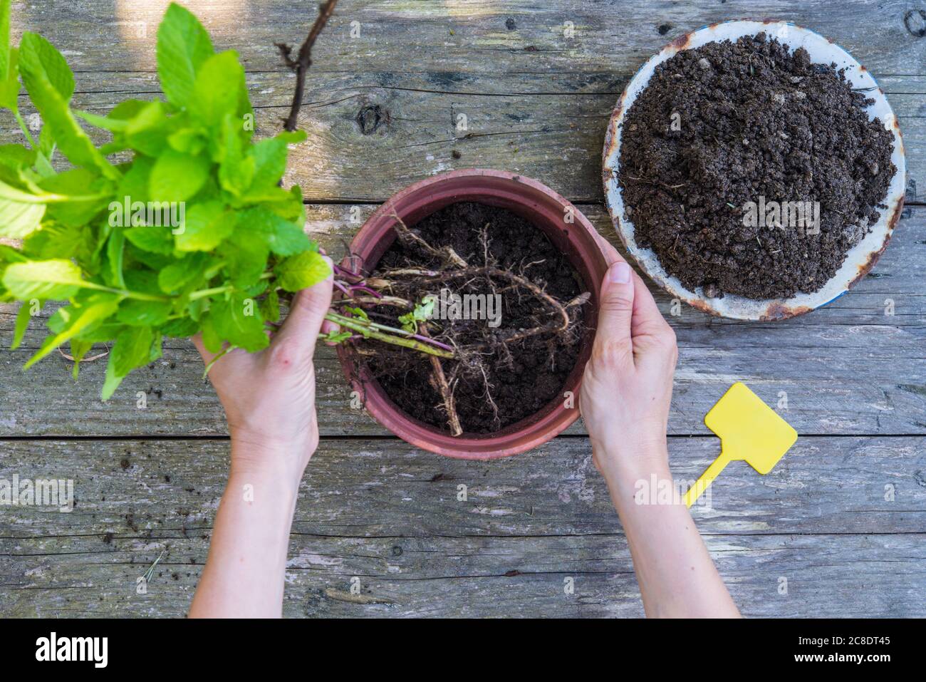 Replanting hi-res stock photography and images - Alamy