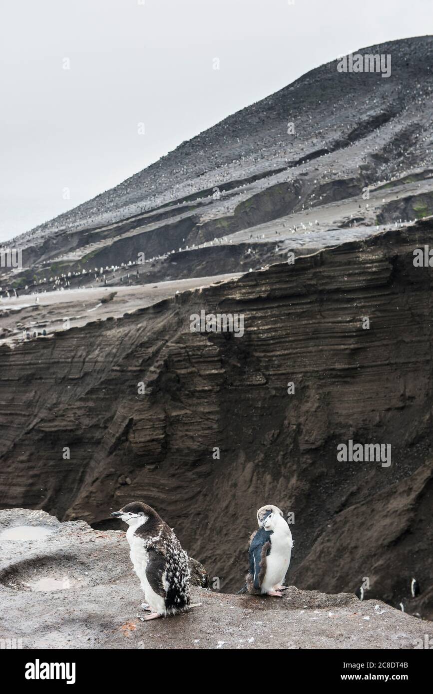 UK, South Georgia and South Sandwich Islands, Two chinstrap penguins ...