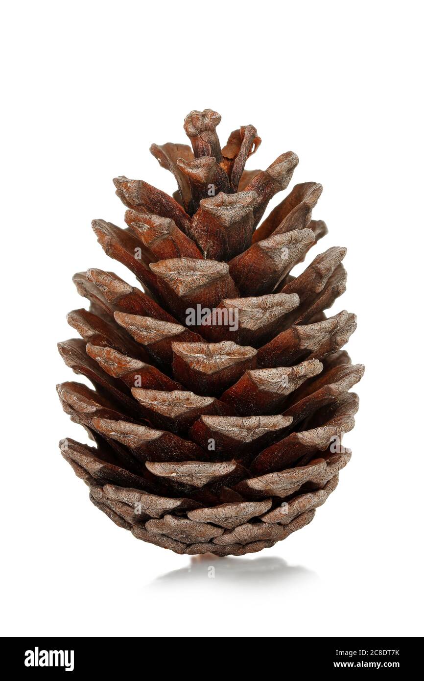 pine cone isolated on white Stock Photo - Alamy