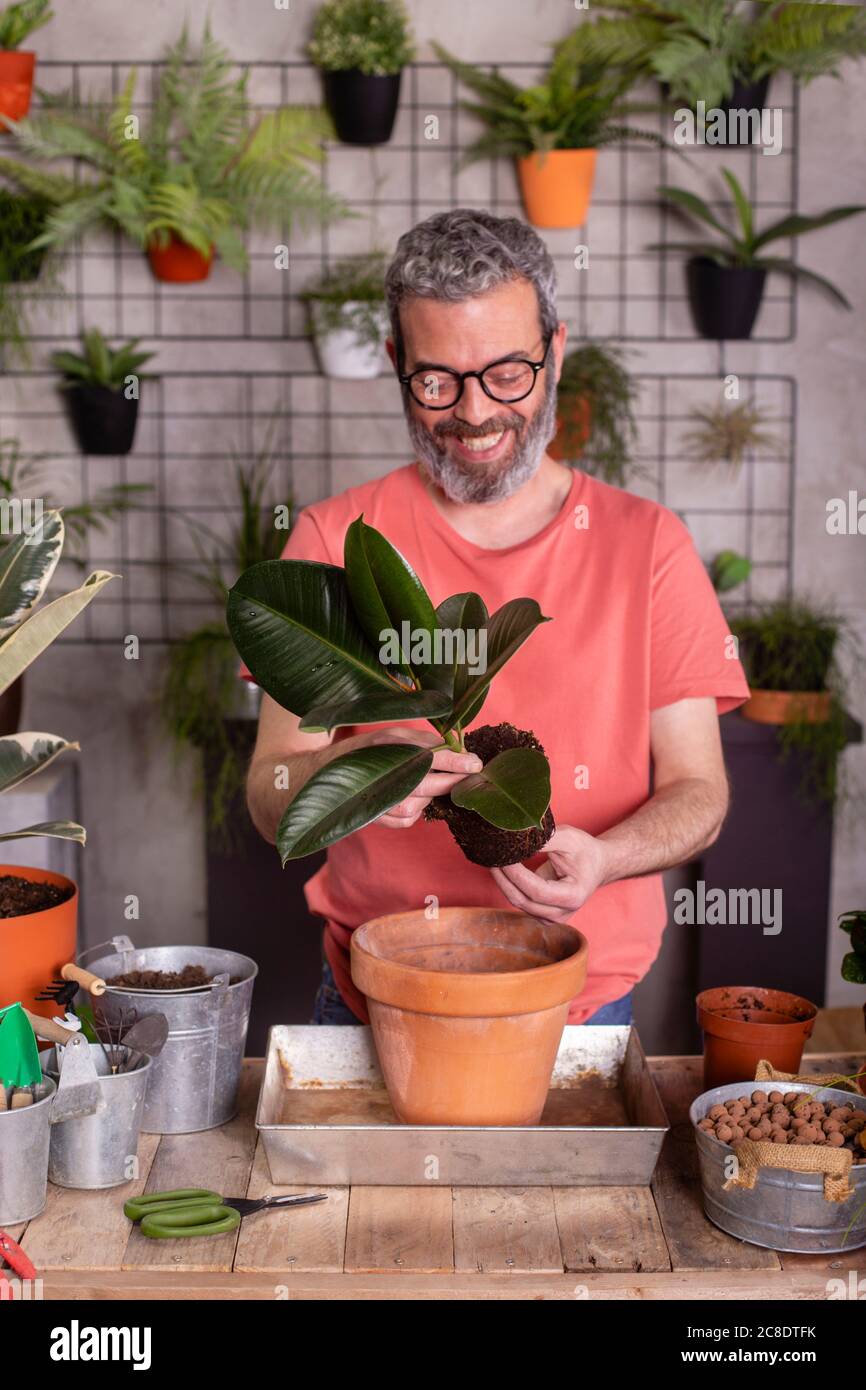 Bearded fig tree hi-res stock photography and images - Alamy