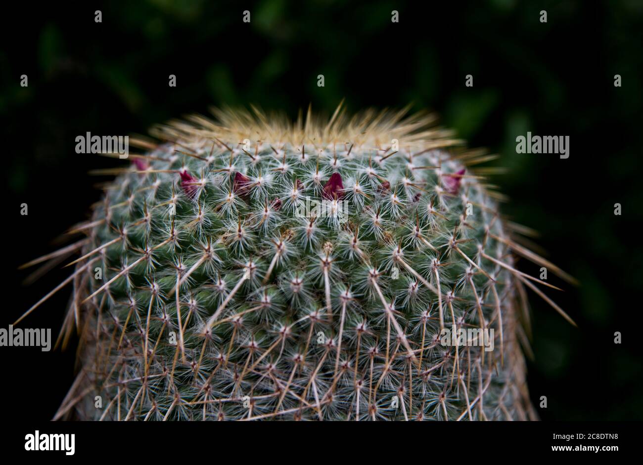 round cactus with small flowers Stock Photo - Alamy