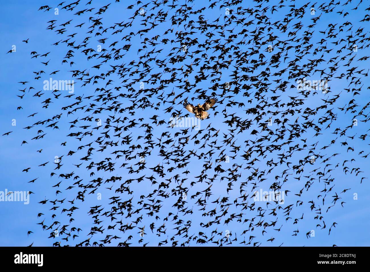 Flock of birds and hawk. Blue sky background. Birds: Common Starling ...