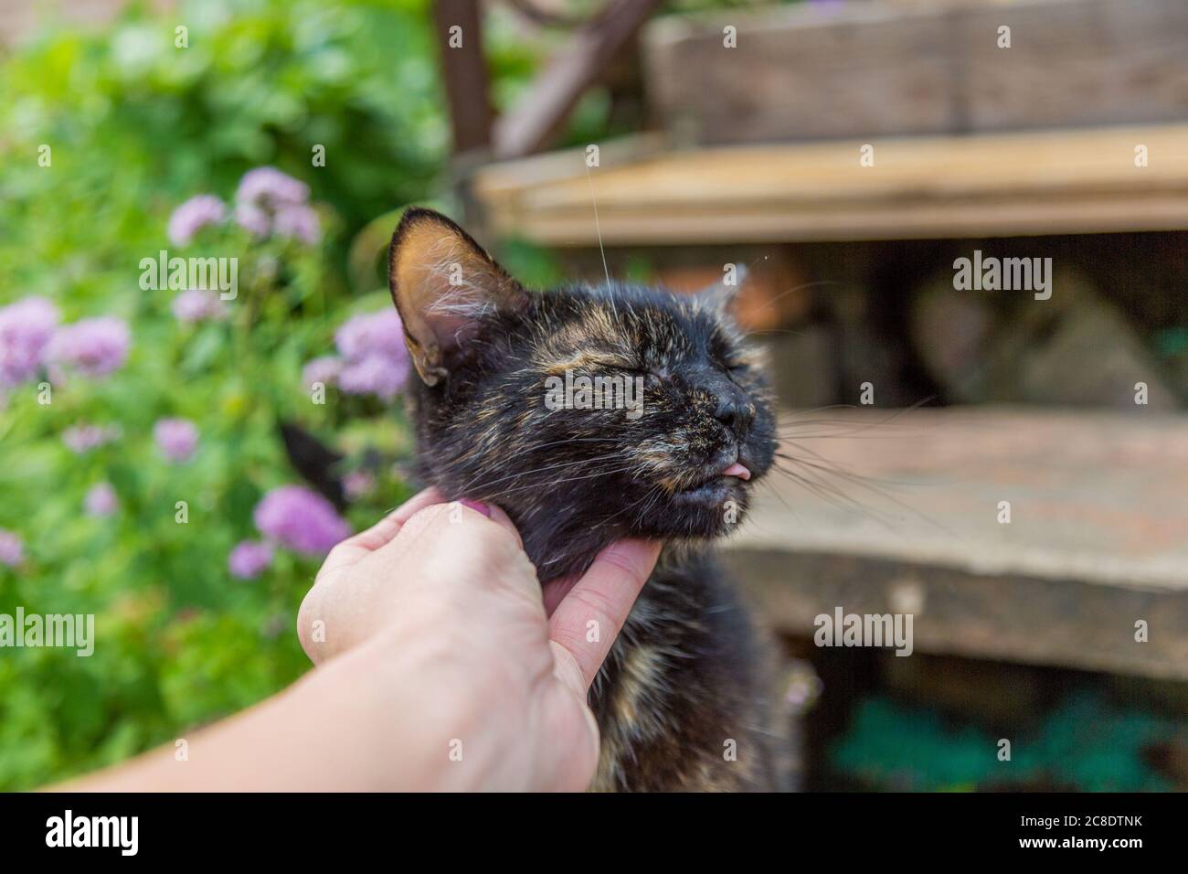 Hand of a person scratching the neck and head of a cat Stock Photo - Alamy
