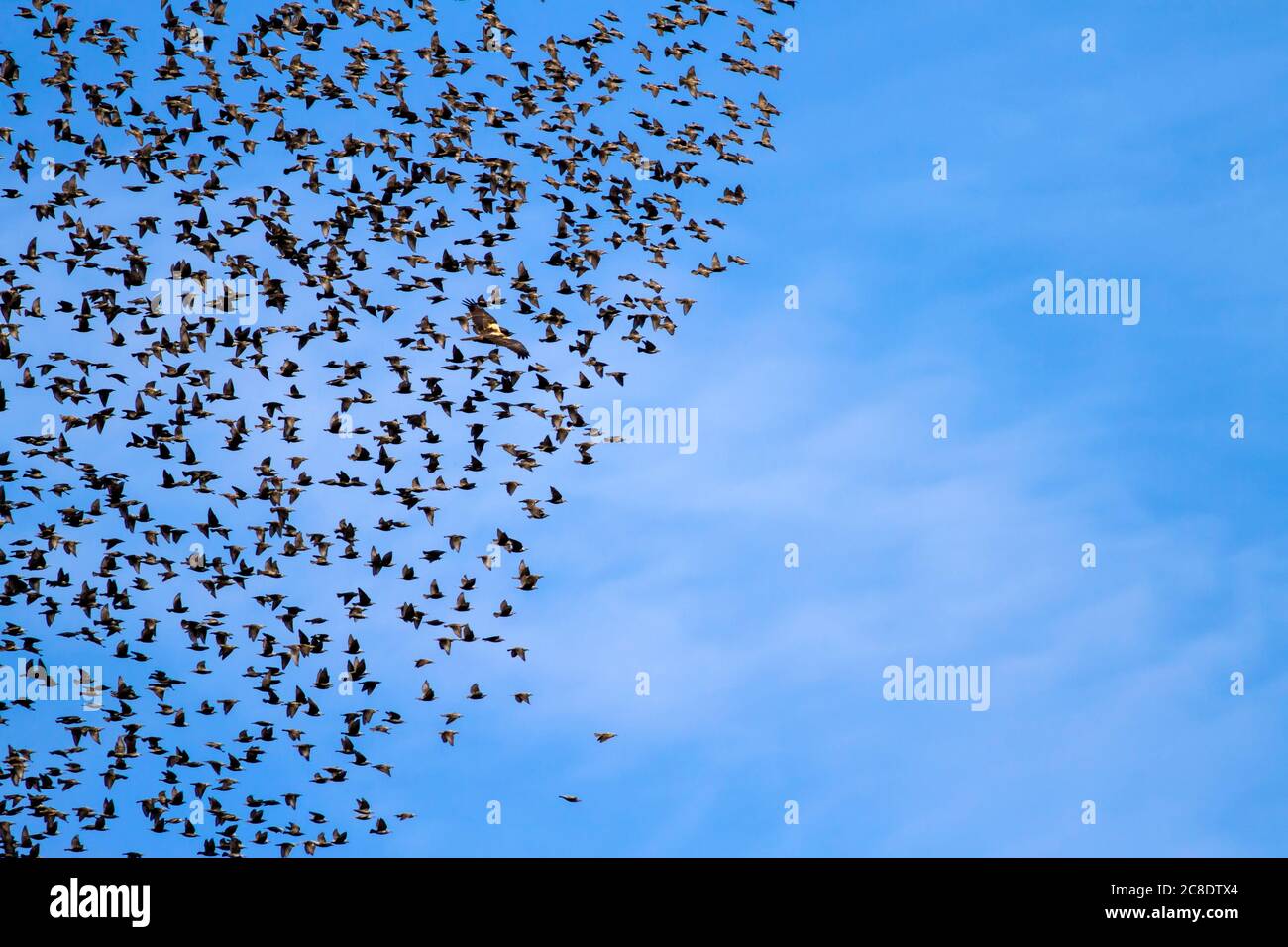 Flock of birds and hawk. Blue sky background. Birds: Common Starling ...