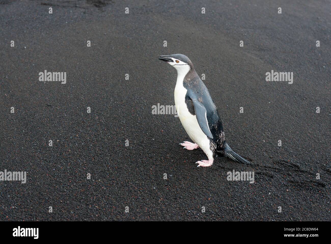 UK, South Georgia and South Sandwich Islands, Chinstrap penguin ...