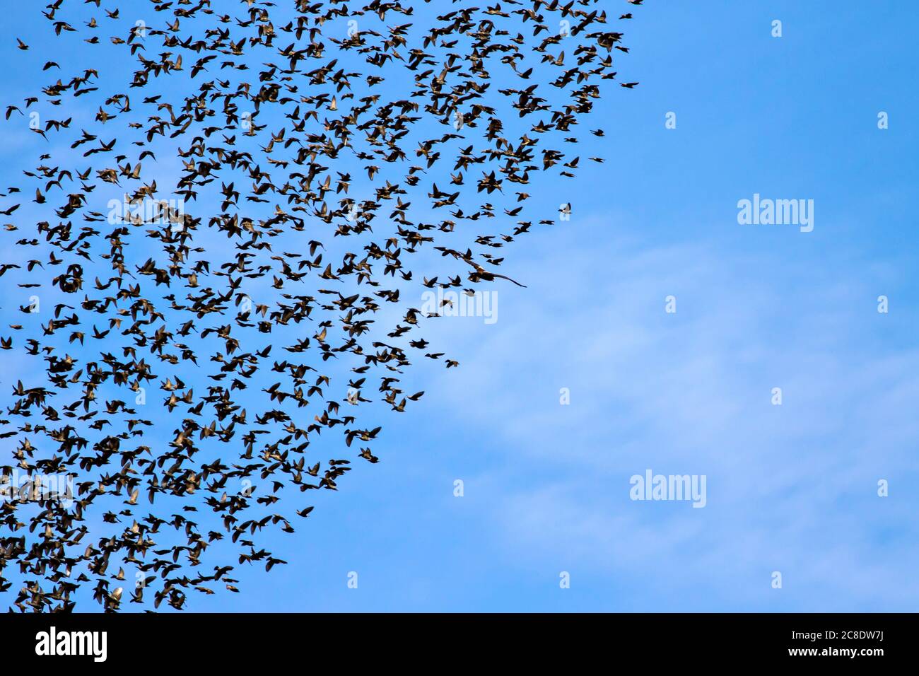 Flock of birds and hawk. Blue sky background. Birds: Common Starling ...