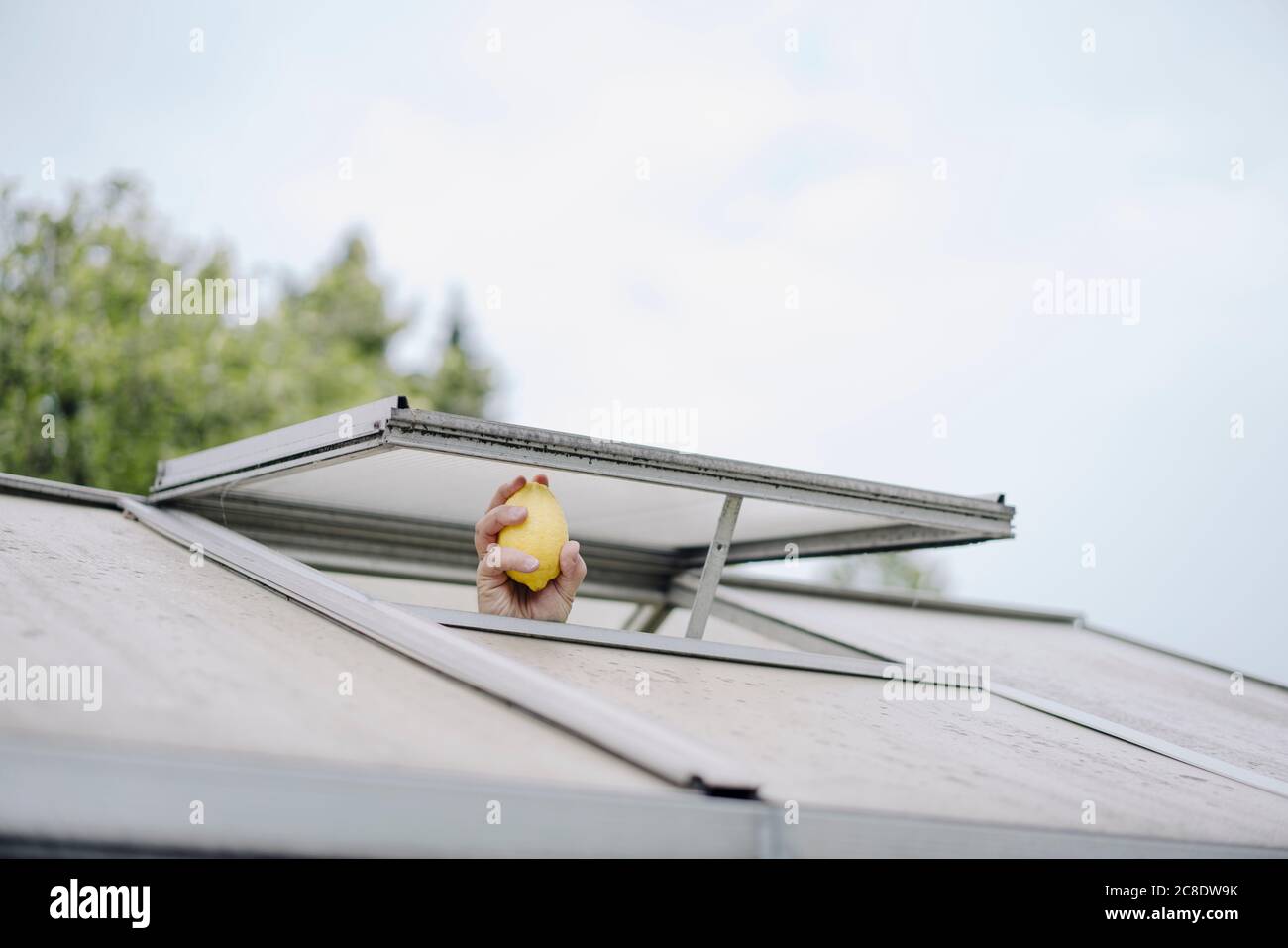 Hand holding lemon out of roof window of a greenhouse Stock Photo - Alamy