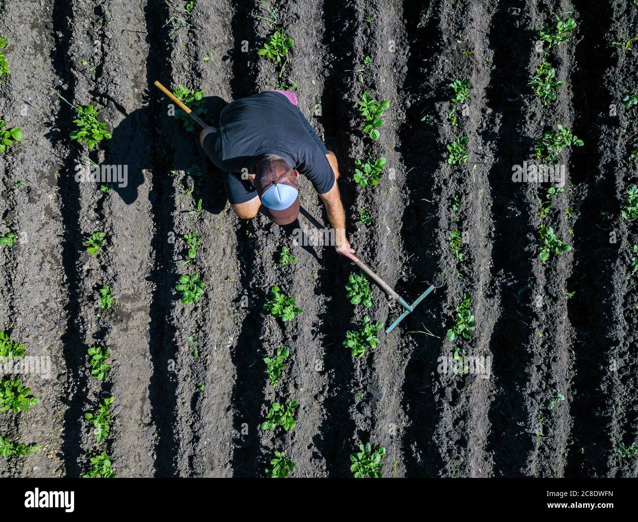 Aerial view of man working on potato field Stock Photo - Alamy