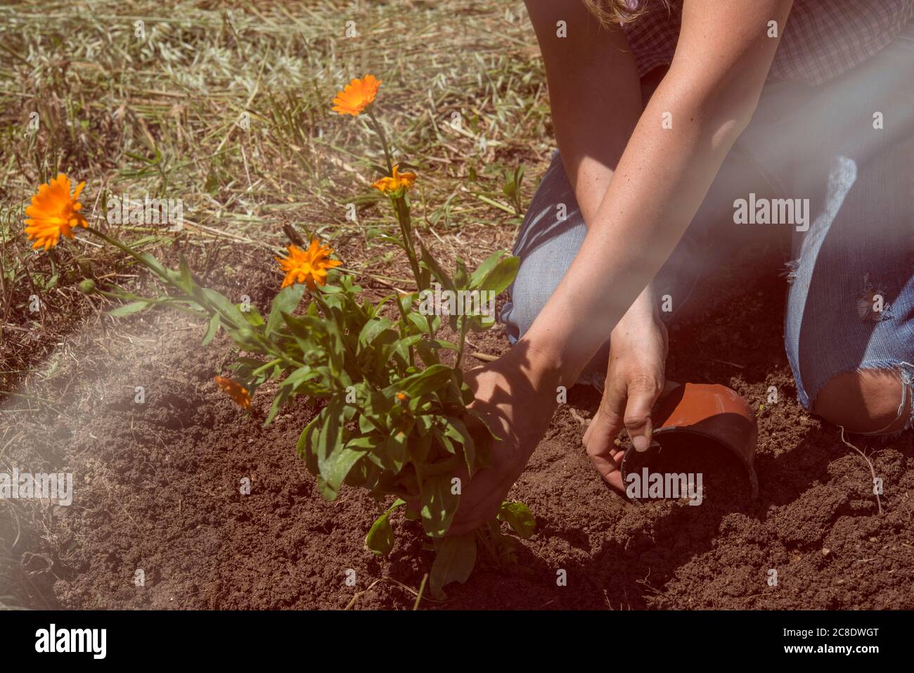 Woman planting flowers hi-res stock photography and images - Alamy